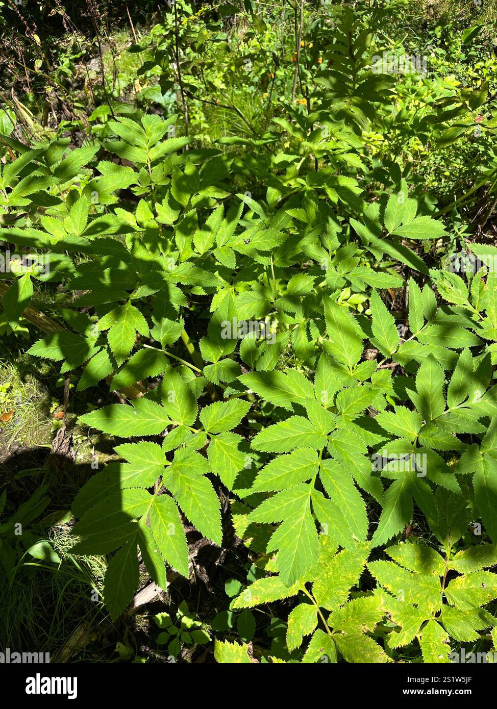 purple-stemmed angelica (Angelica atropurpurea Stock Photo - Alamy