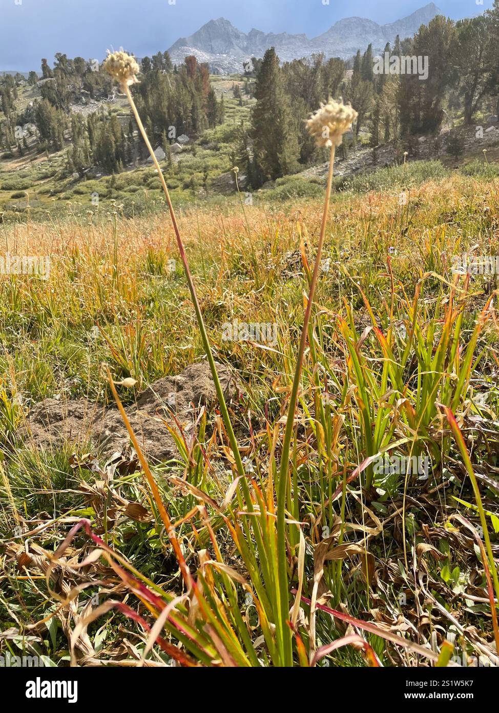 Swamp Onion (Allium validum Stock Photo - Alamy