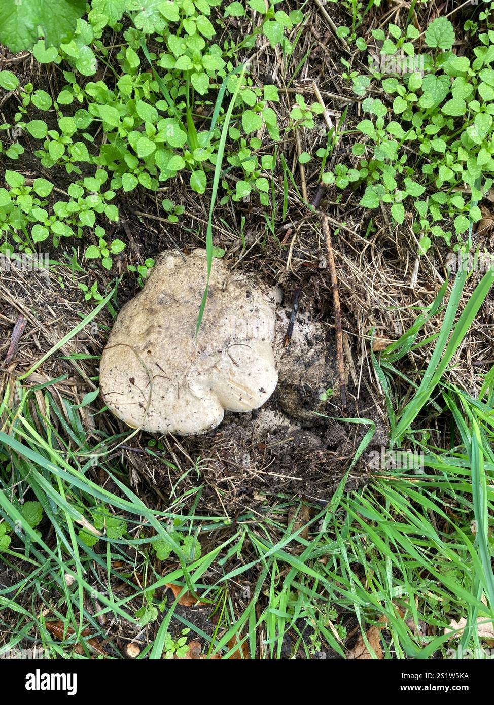 Rooting Bolete (Caloboletus radicans Stock Photo - Alamy