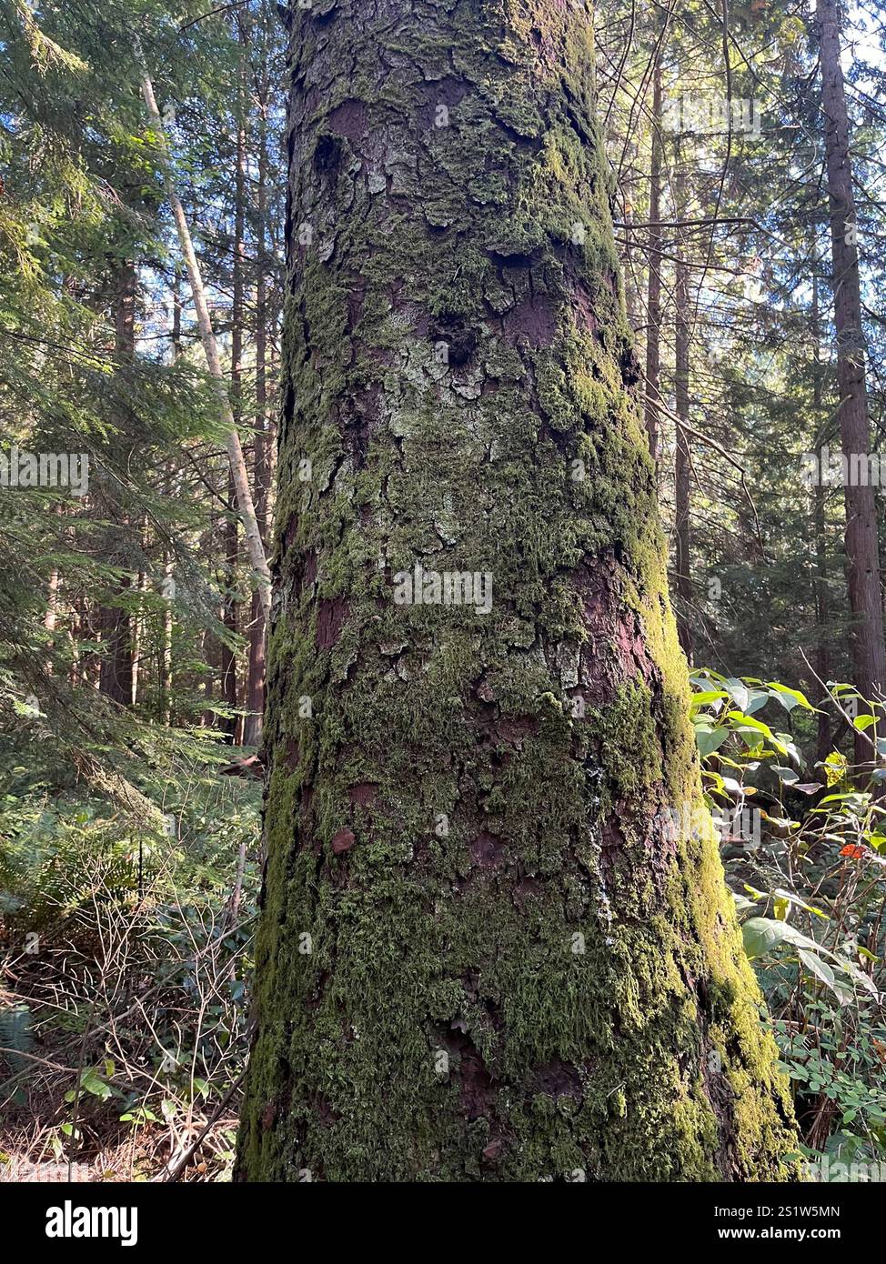Sitka spruce (Picea sitchensis Stock Photo - Alamy