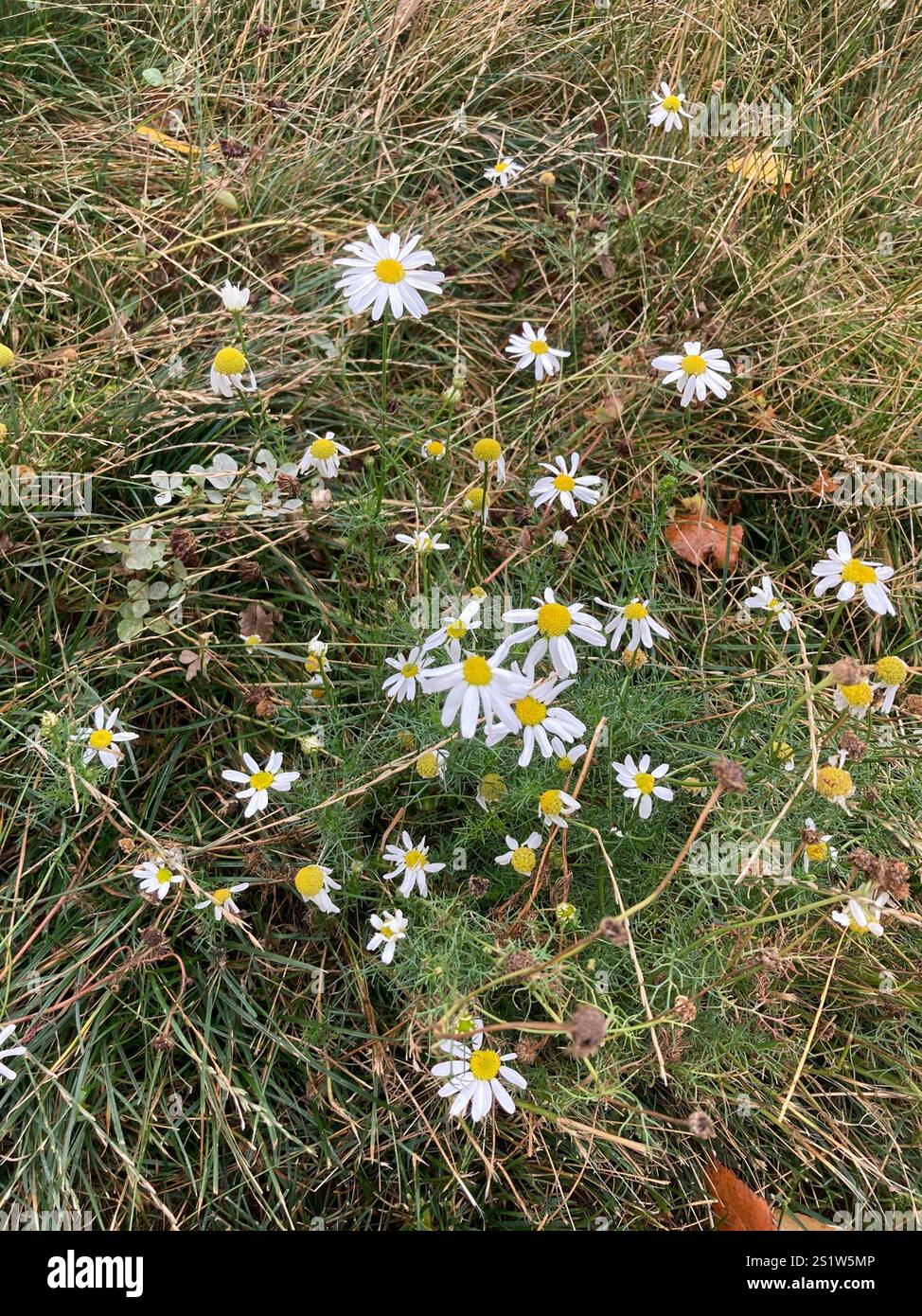 scentless mayweed (Tripleurospermum inodorum Stock Photo - Alamy