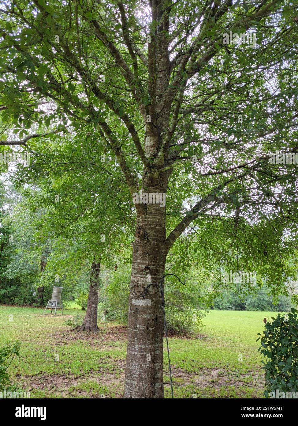 water oak (Quercus nigra Stock Photo - Alamy