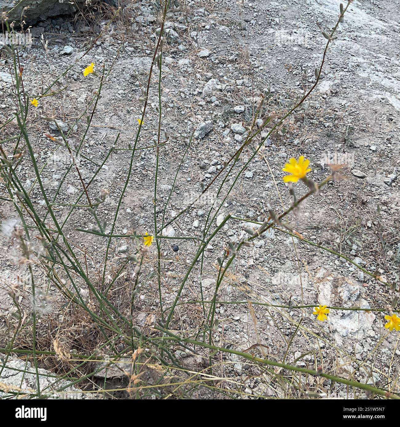 Rush Skeletonweed (Chondrilla juncea Stock Photo - Alamy