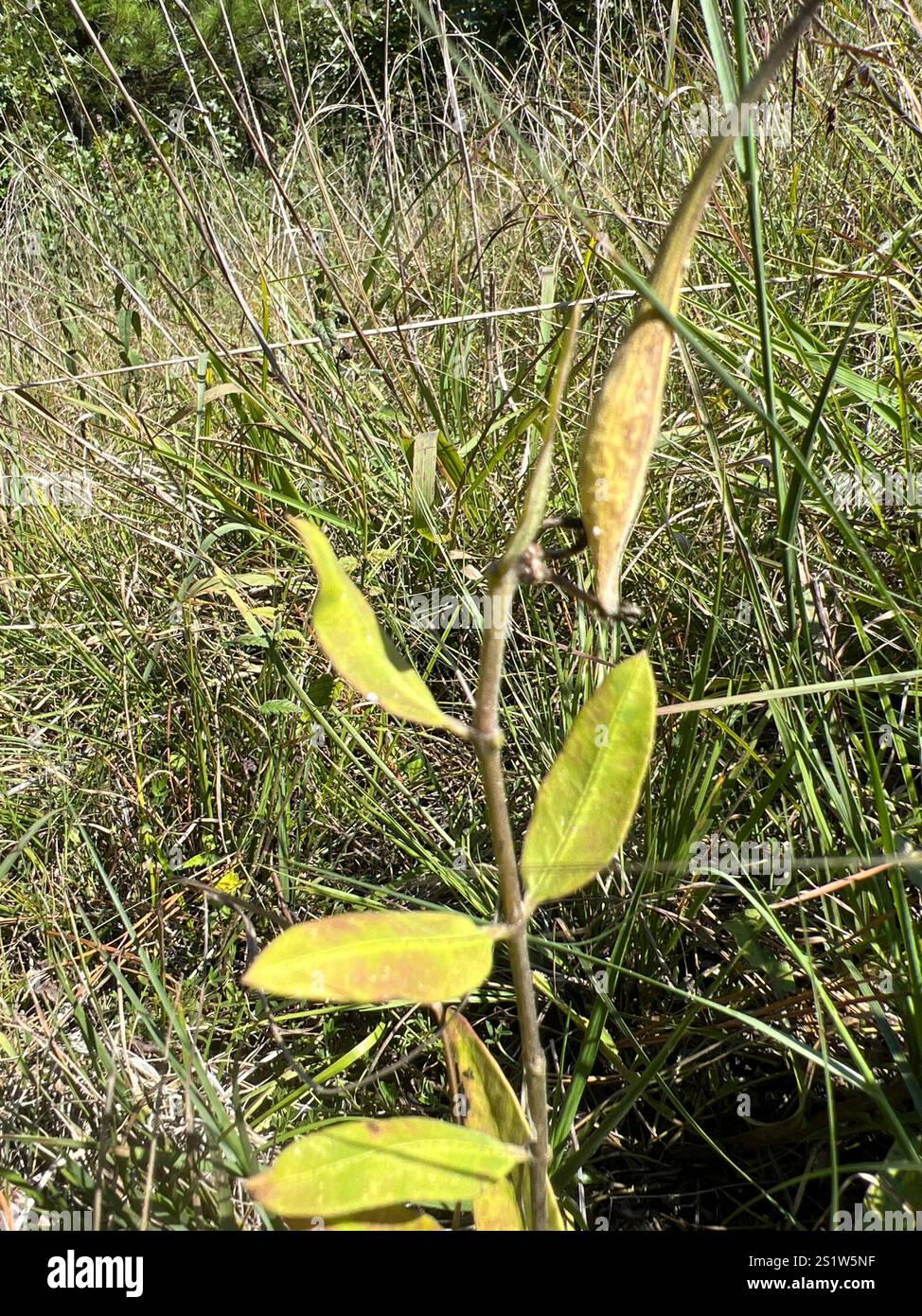green comet milkweed (Asclepias viridiflora Stock Photo - Alamy