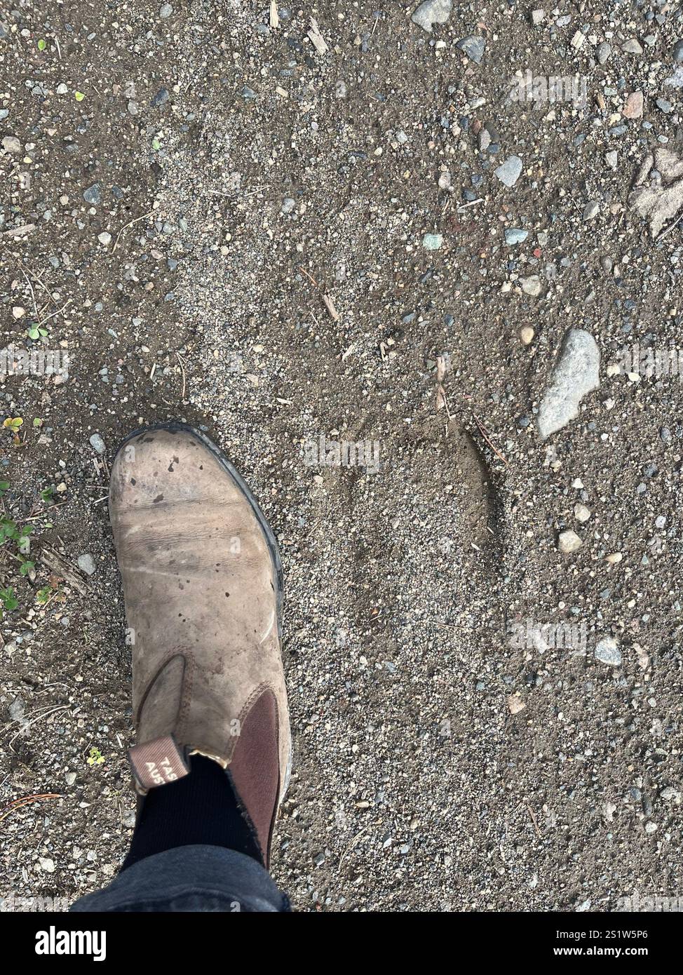 New World Deer (Capreolinae Stock Photo - Alamy