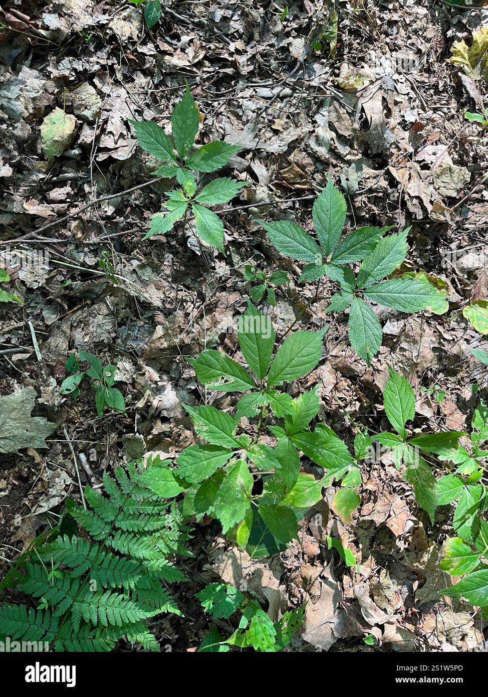 American ginseng (Panax quinquefolius Stock Photo - Alamy