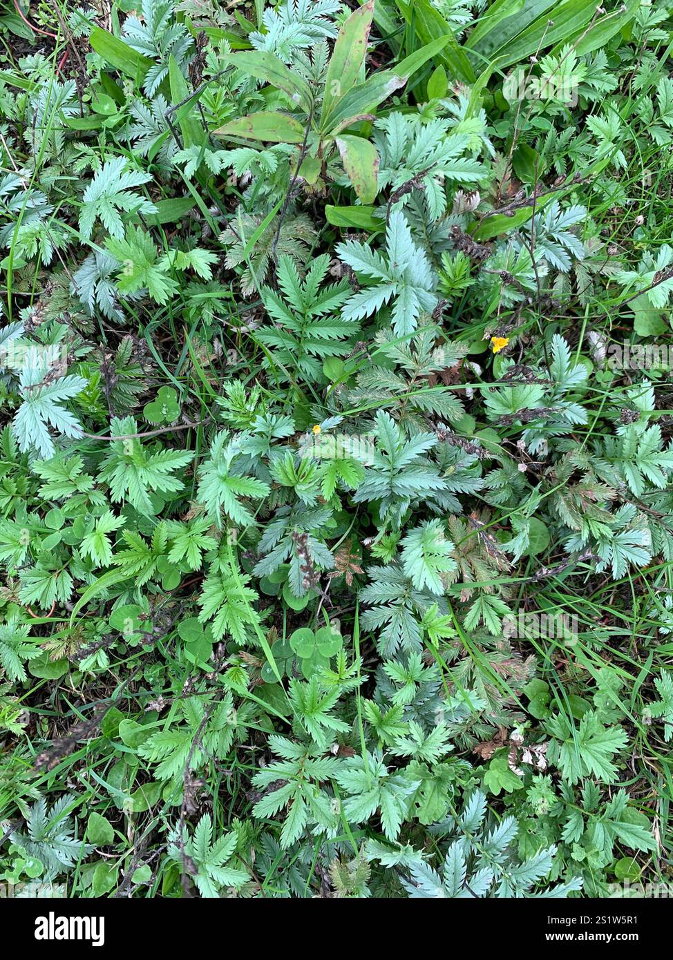 common silverweed (Argentina anserina Stock Photo - Alamy