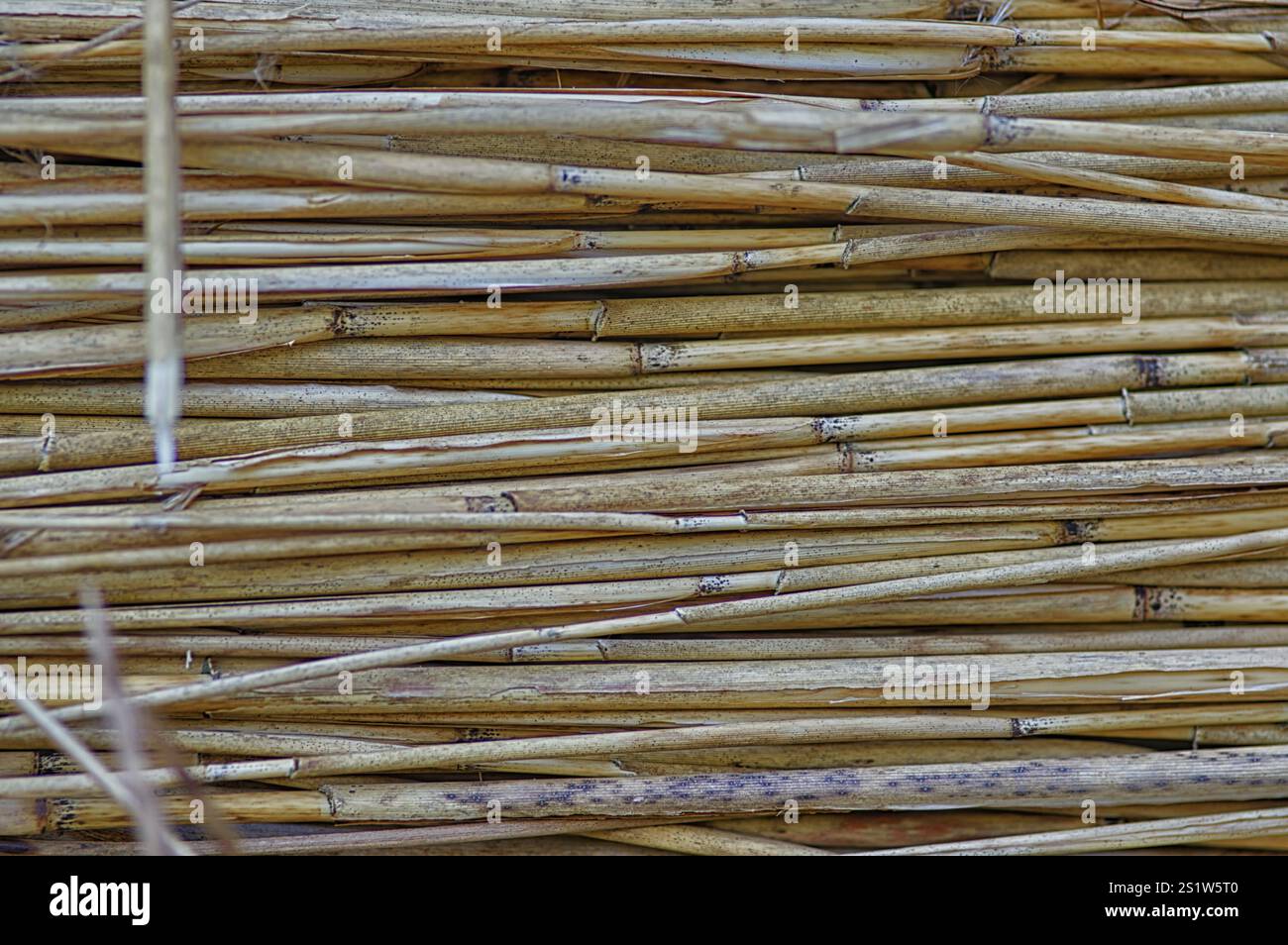 Processing of reed for thatching Stock Photo - Alamy