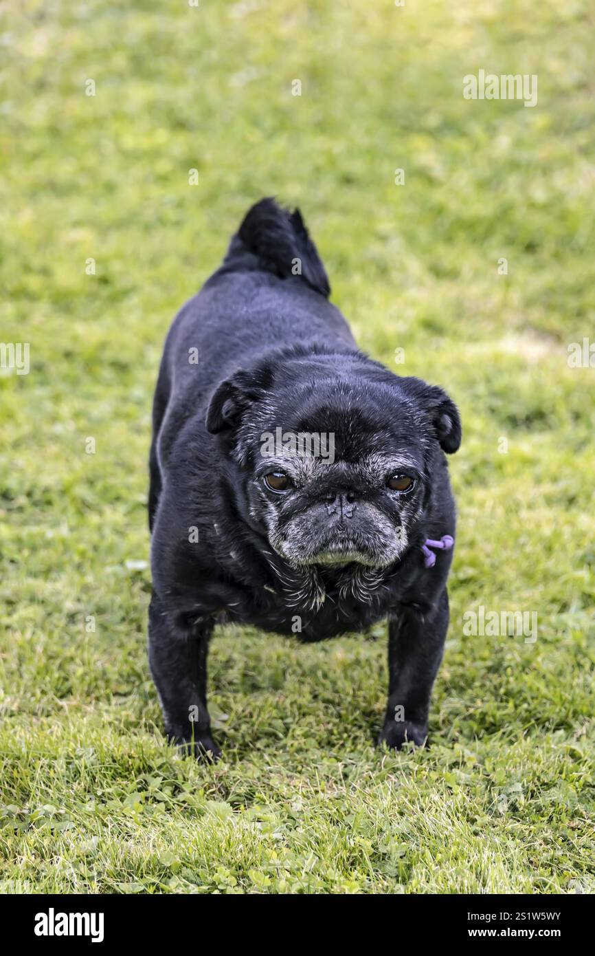 Black senior seniors citizen citizens hi-res stock photography and ...