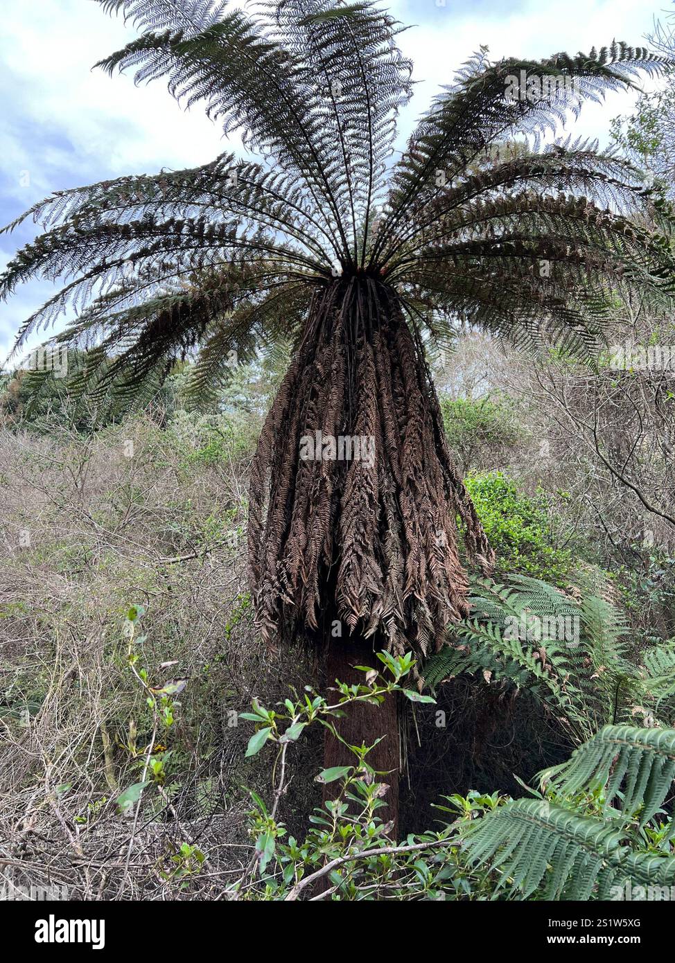 golden tree fern (Dicksonia fibrosa Stock Photo - Alamy
