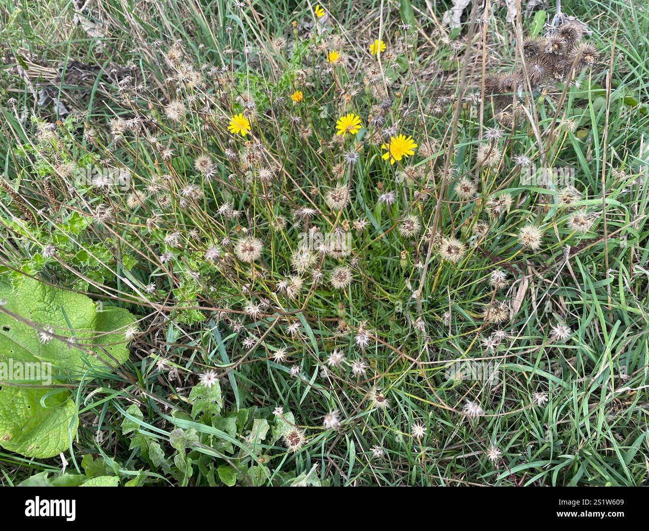 Autumn Hawkbit (Scorzoneroides autumnalis Stock Photo - Alamy