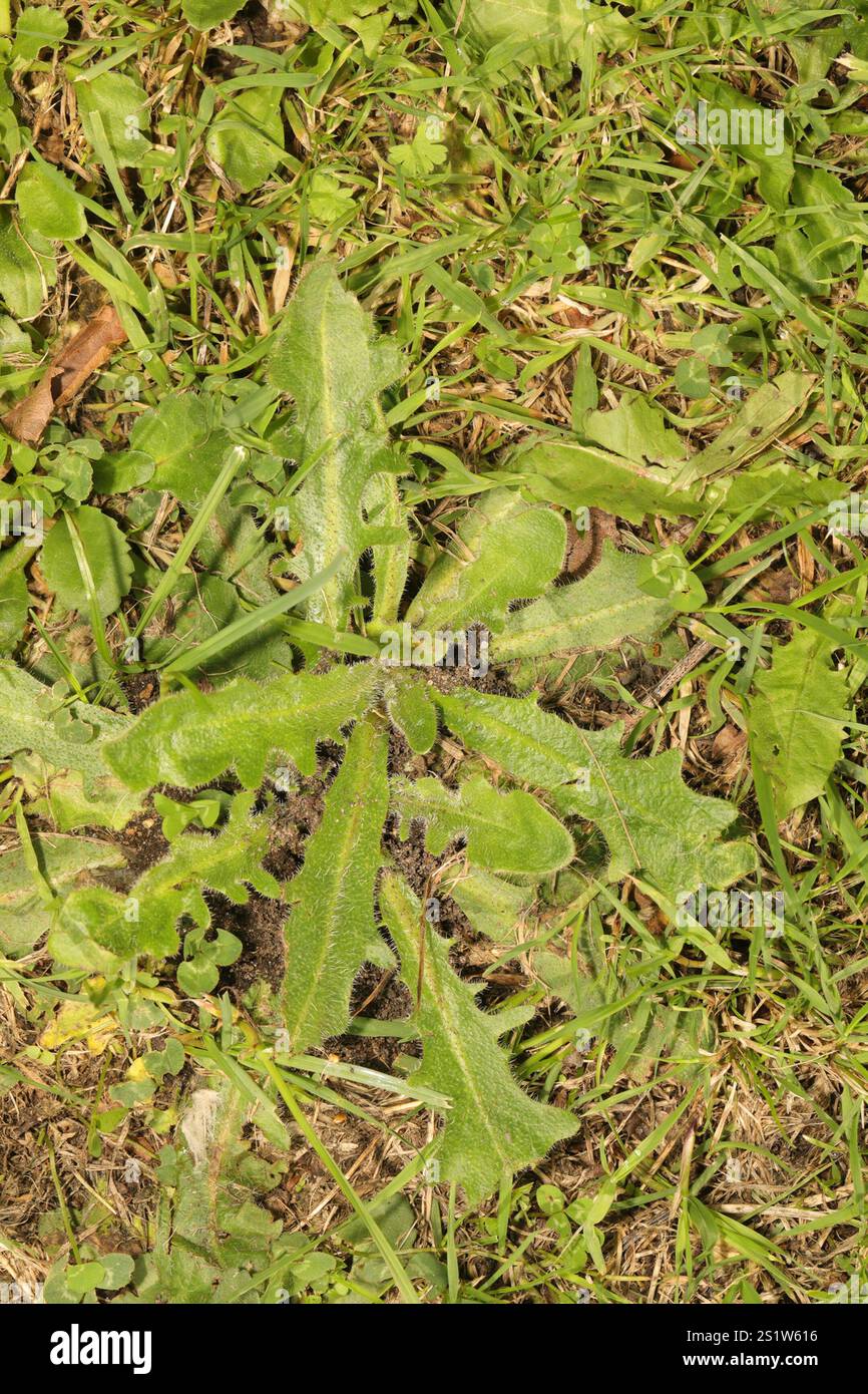 Common Cat's-ear (Hypochaeris radicata Stock Photo - Alamy