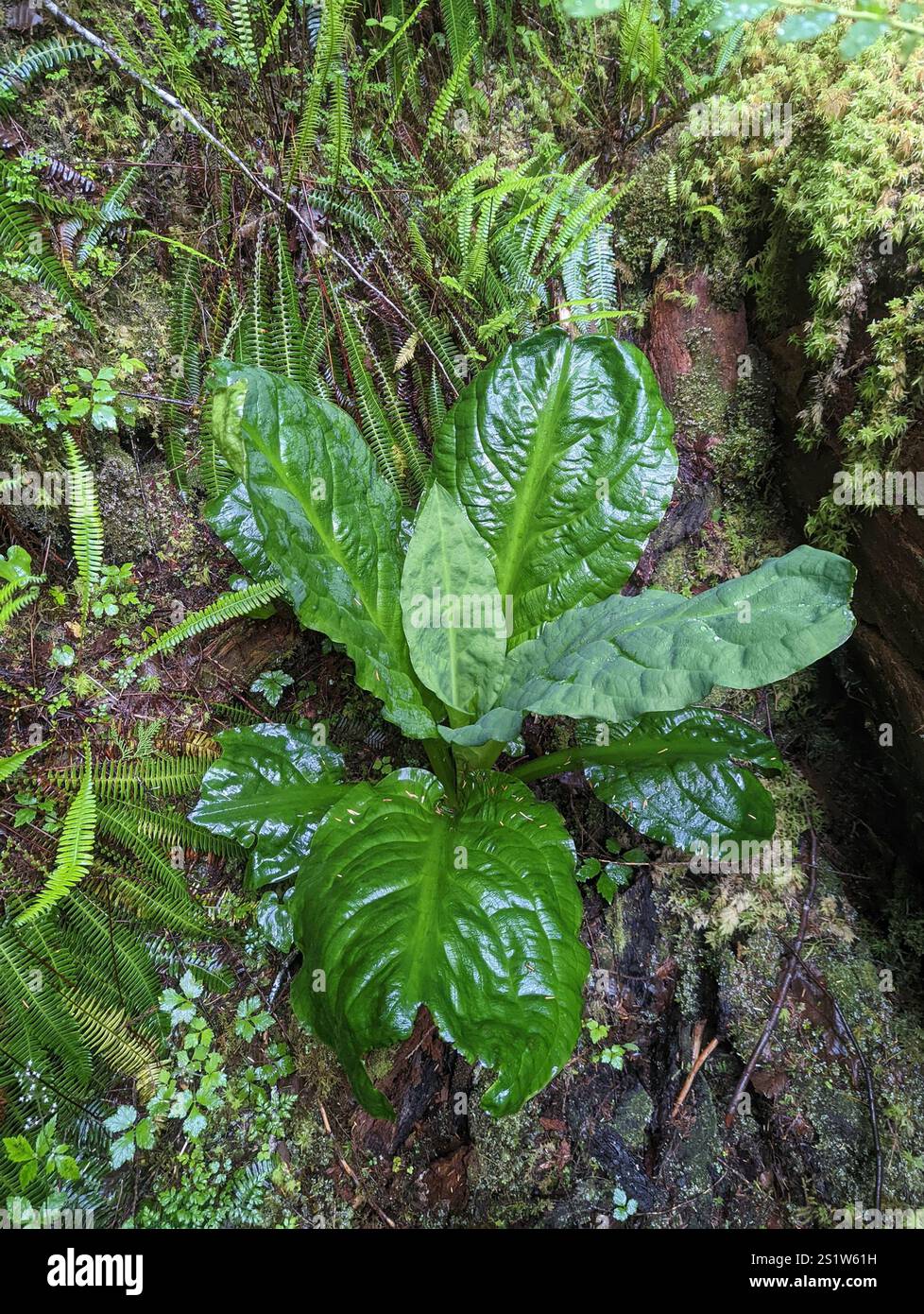 western skunk cabbage (Lysichiton americanus Stock Photo - Alamy
