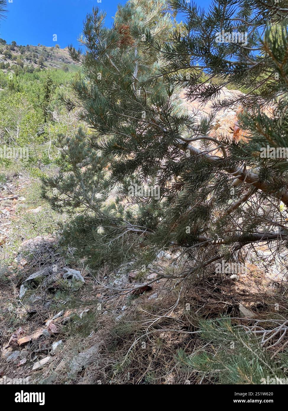 singleleaf pinyon (Pinus monophylla Stock Photo - Alamy