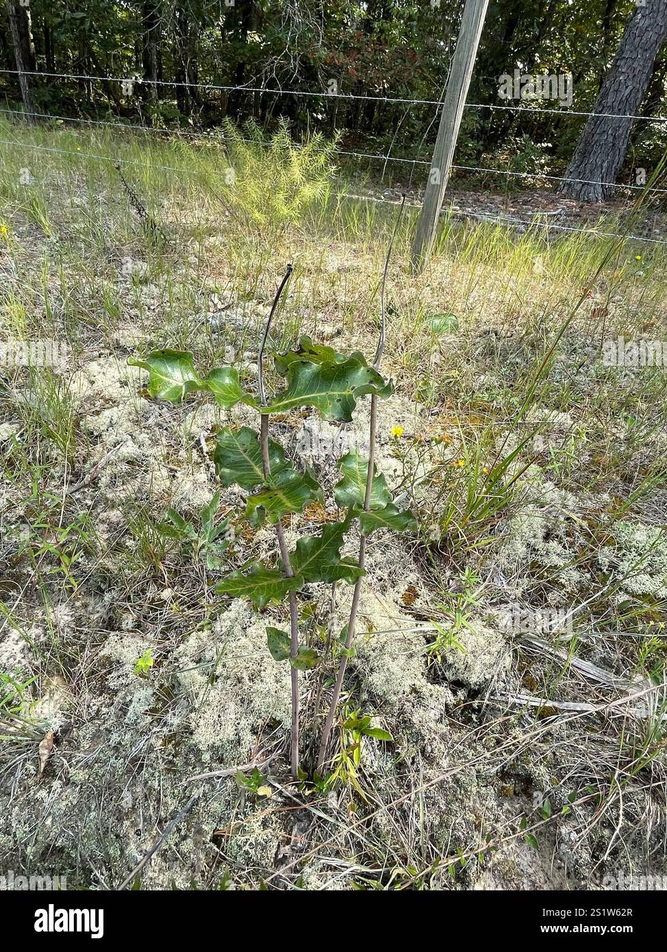 clasping milkweed (Asclepias amplexicaulis Stock Photo - Alamy