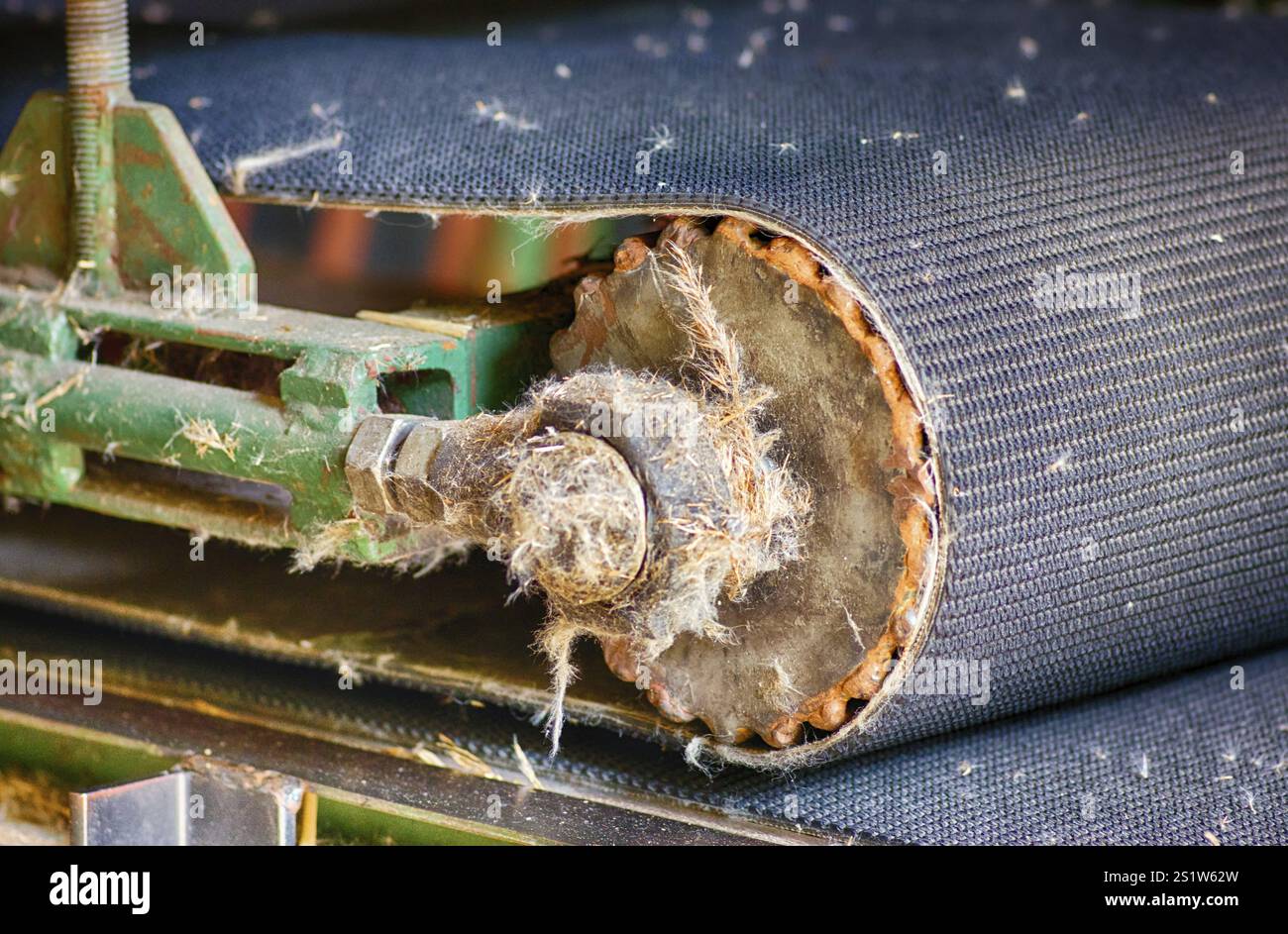 Processing of reed for thatching Stock Photo - Alamy