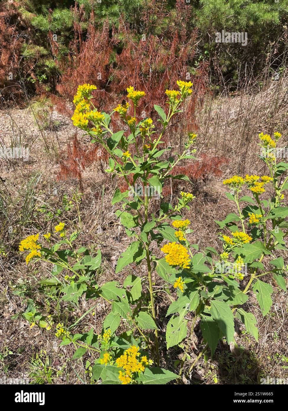 Yellow Crownbeard (Verbesina occidentalis Stock Photo - Alamy