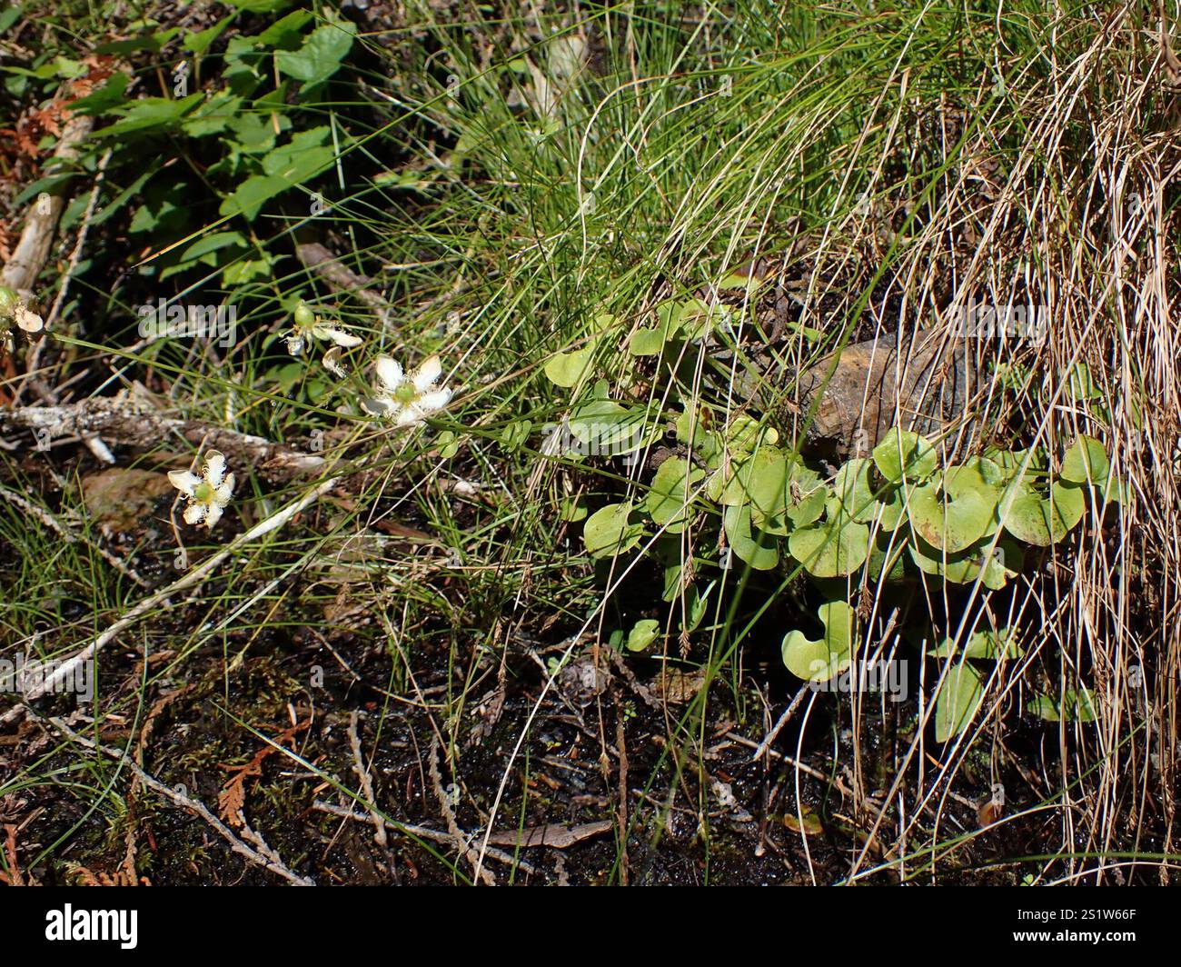 Deer-cabbage (Nephrophyllidium crista-galli Stock Photo - Alamy