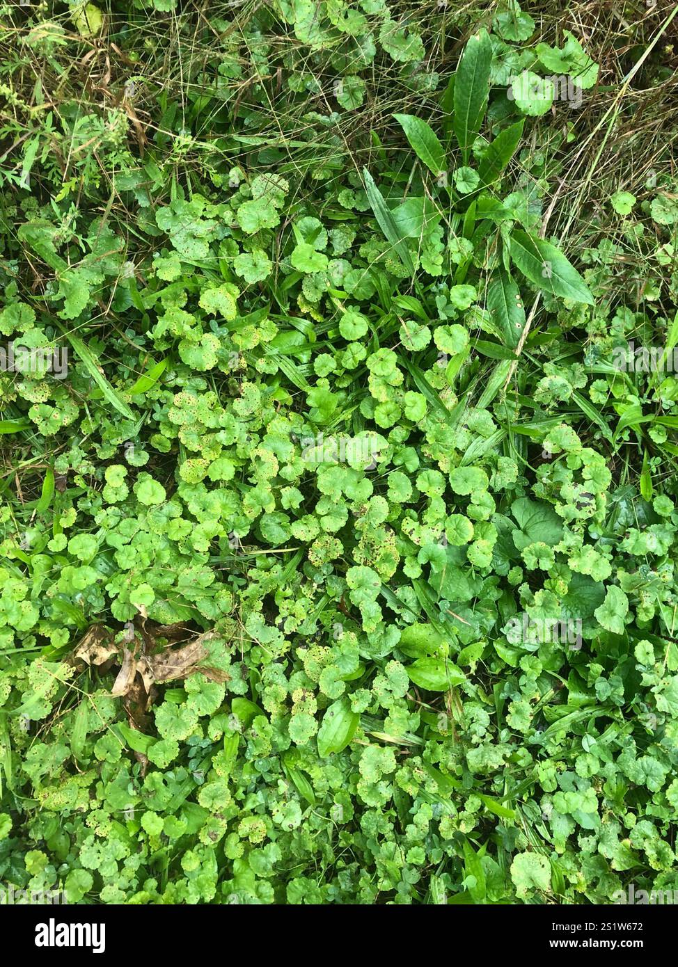 American Water-pennywort (Hydrocotyle americana Stock Photo - Alamy