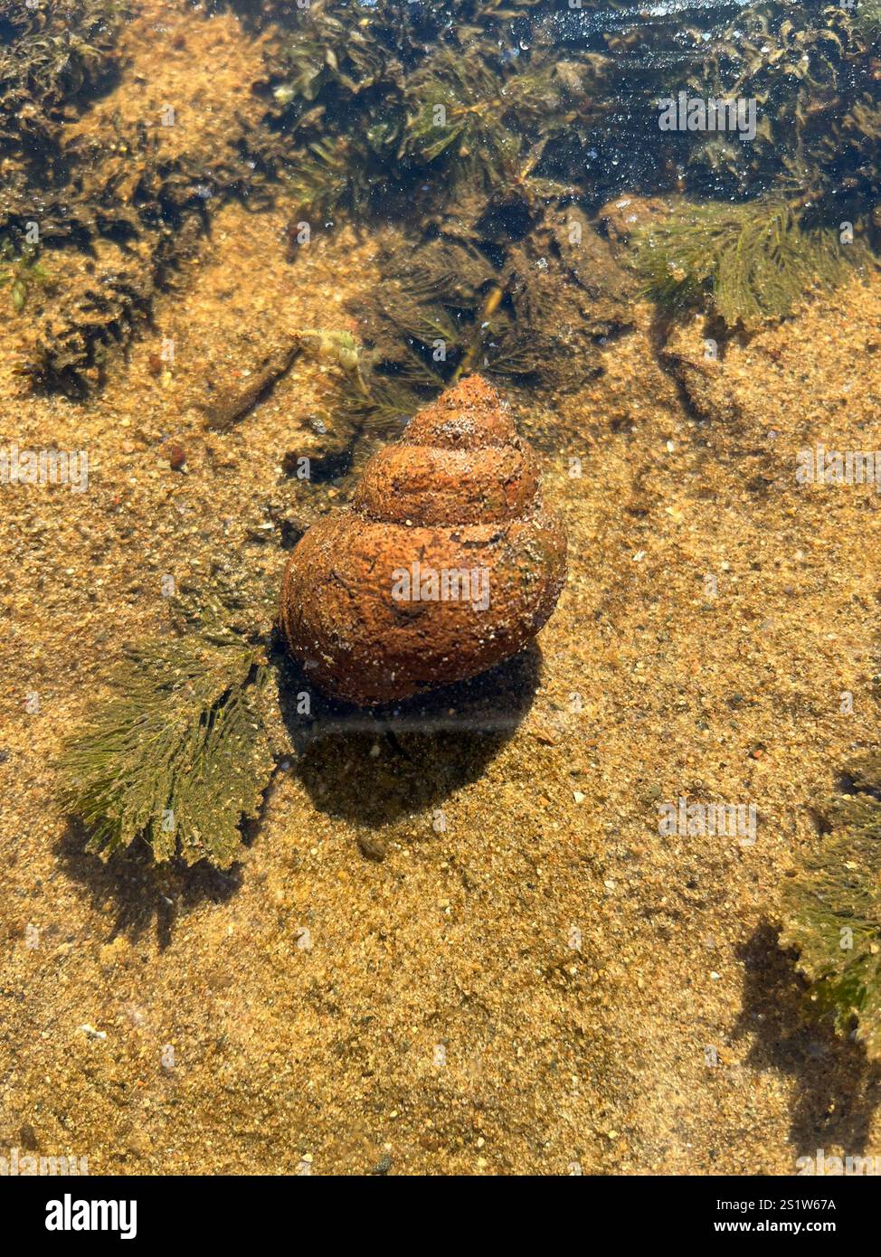 River Snails (Viviparidae Stock Photo - Alamy