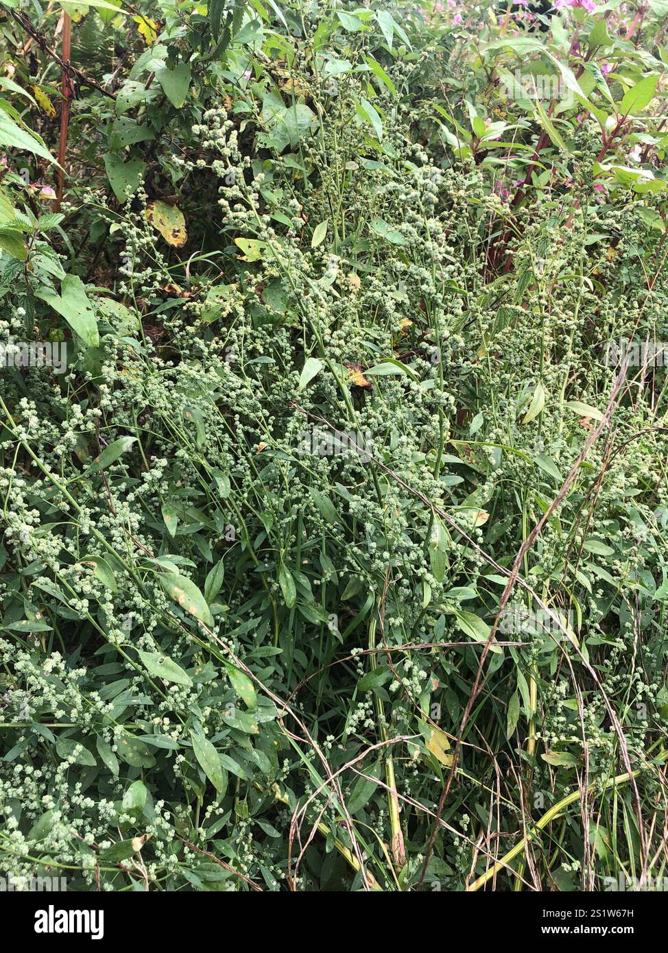 Common Orache (Atriplex patula Stock Photo - Alamy