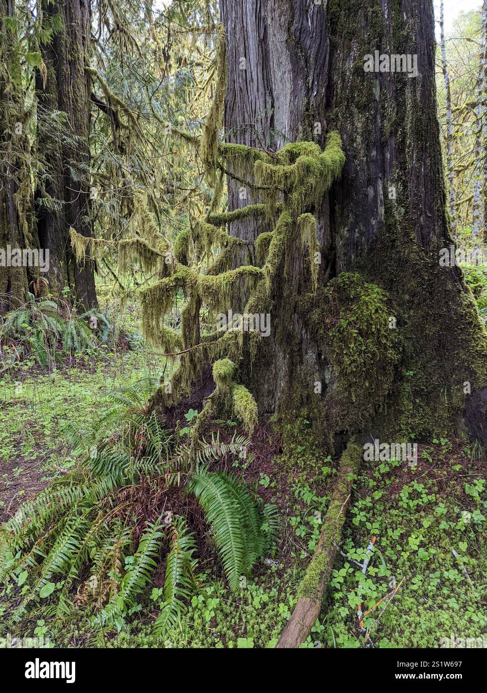 Cat's Tail Moss (Pseudisothecium stoloniferum Stock Photo - Alamy