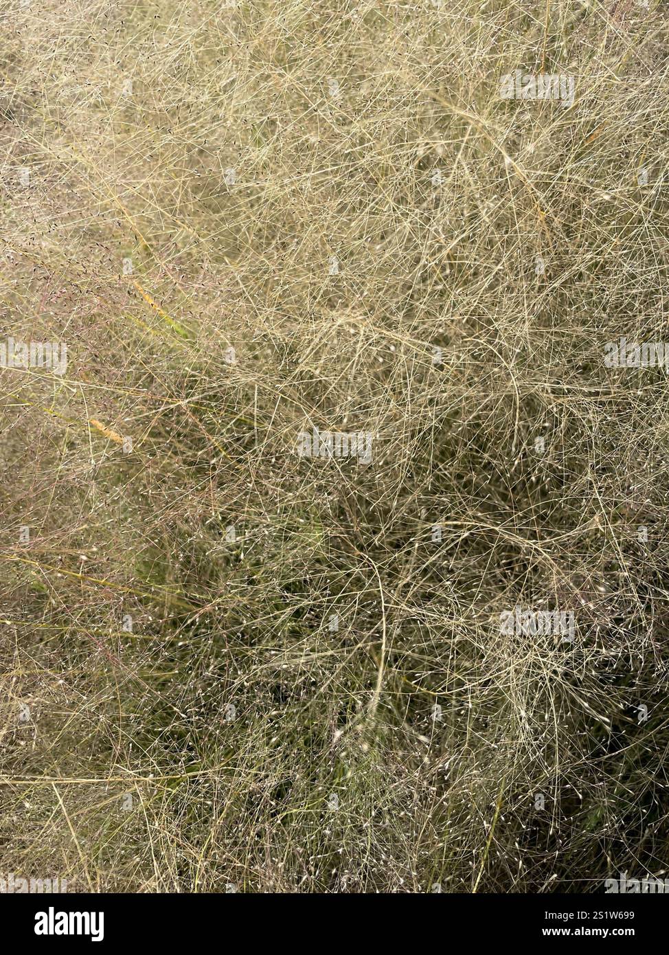 scratch grass (Muhlenbergia asperifolia Stock Photo - Alamy