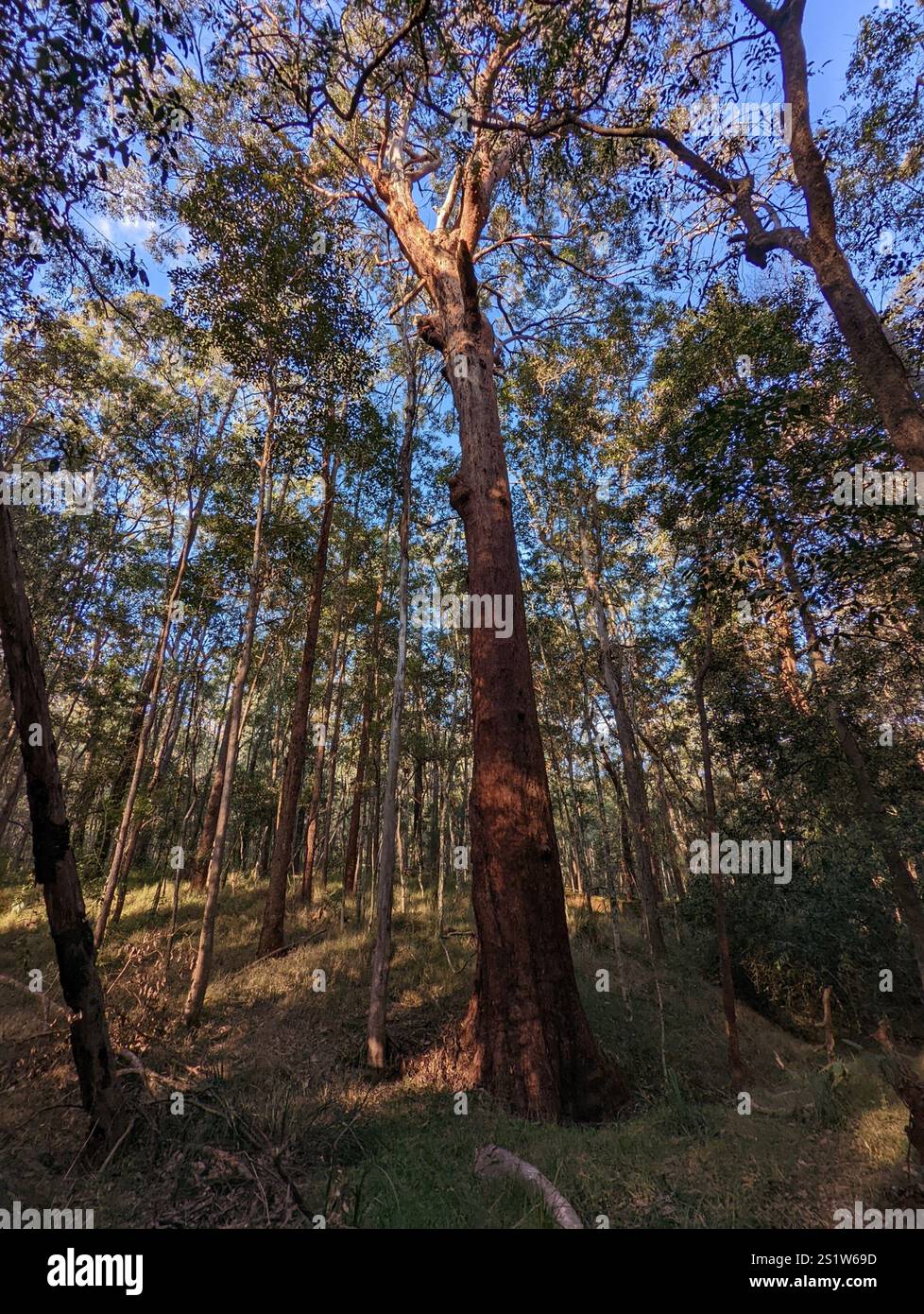 Tallowwood (Eucalyptus microcorys Stock Photo - Alamy