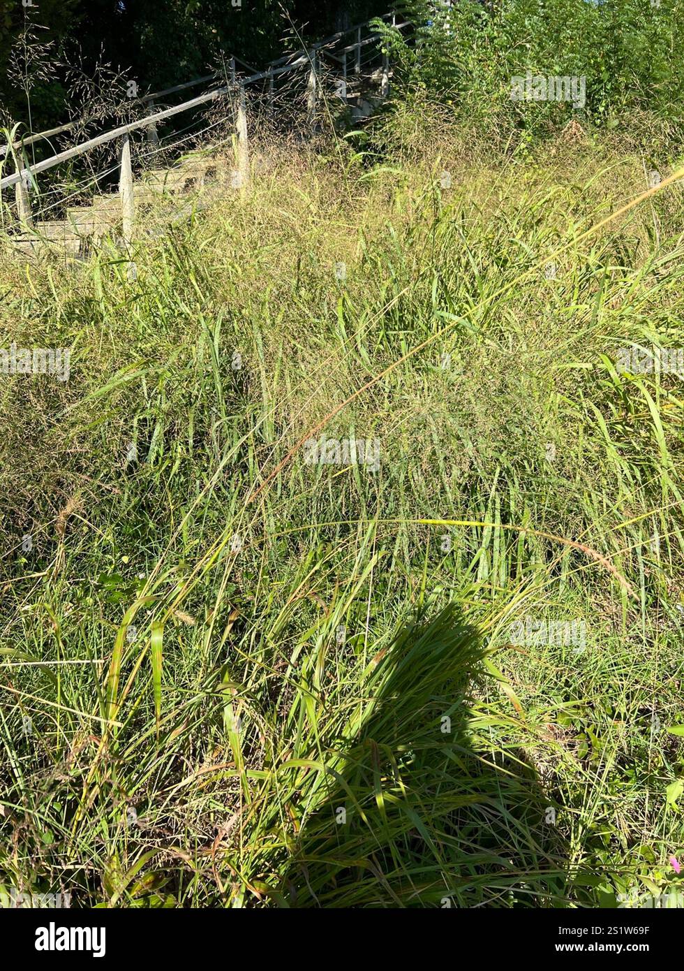 eastern gamagrass (Tripsacum dactyloides Stock Photo - Alamy