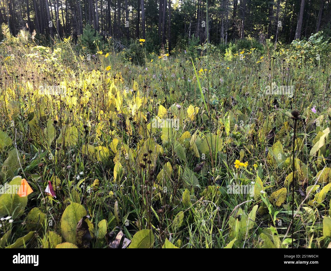 Oak Barrens Barbara's-Buttons (Marshallia legrandii Stock Photo - Alamy