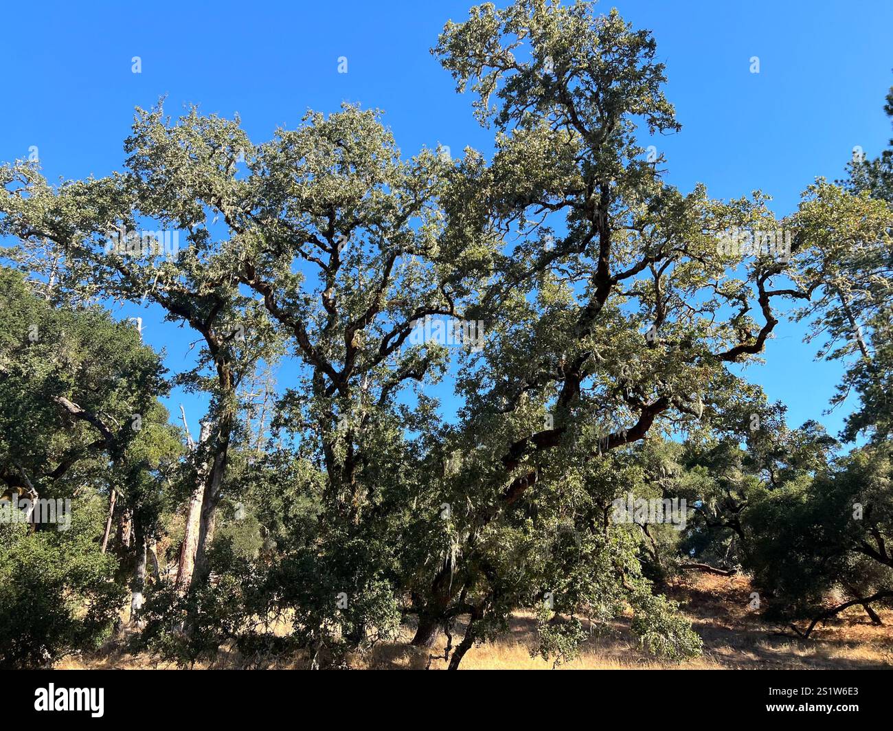 valley oak (Quercus lobata Stock Photo - Alamy