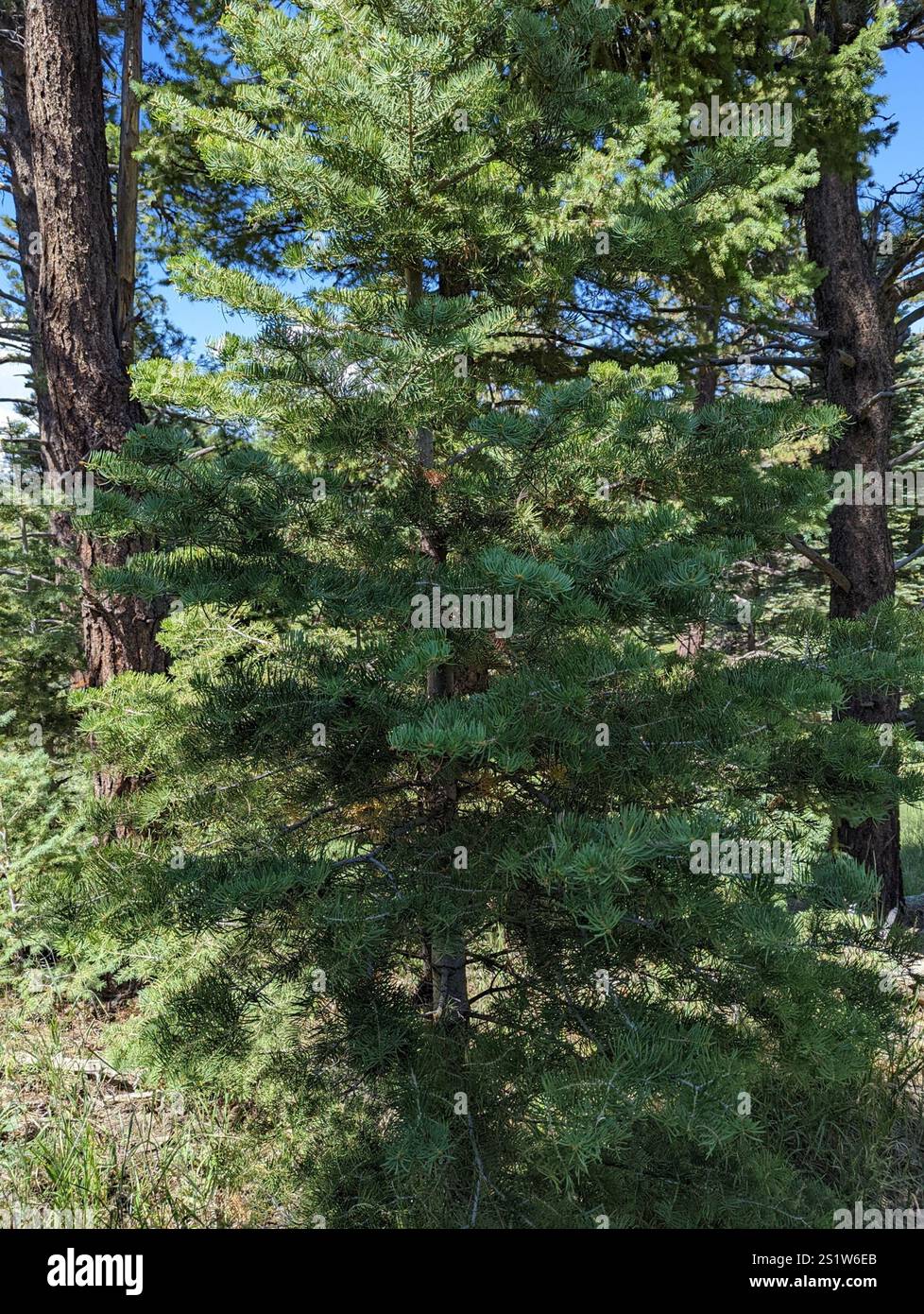 Engelmann spruce (Picea engelmannii Stock Photo - Alamy