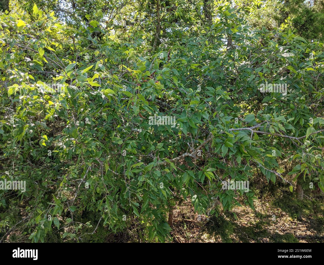 sugar hackberry (Celtis laevigata Stock Photo - Alamy