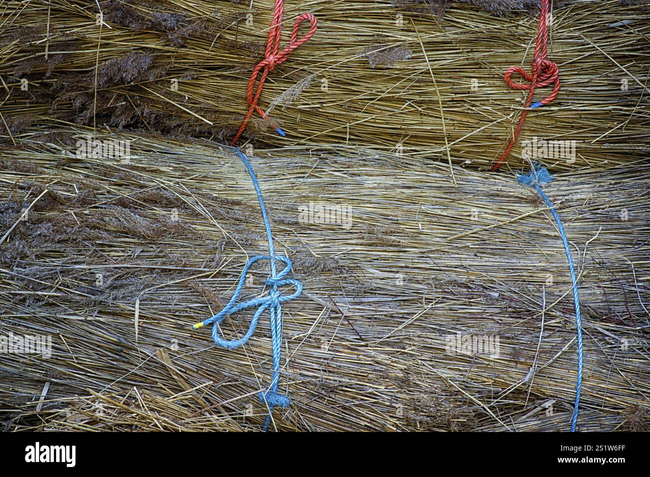 Processing of reed for thatching Stock Photo - Alamy