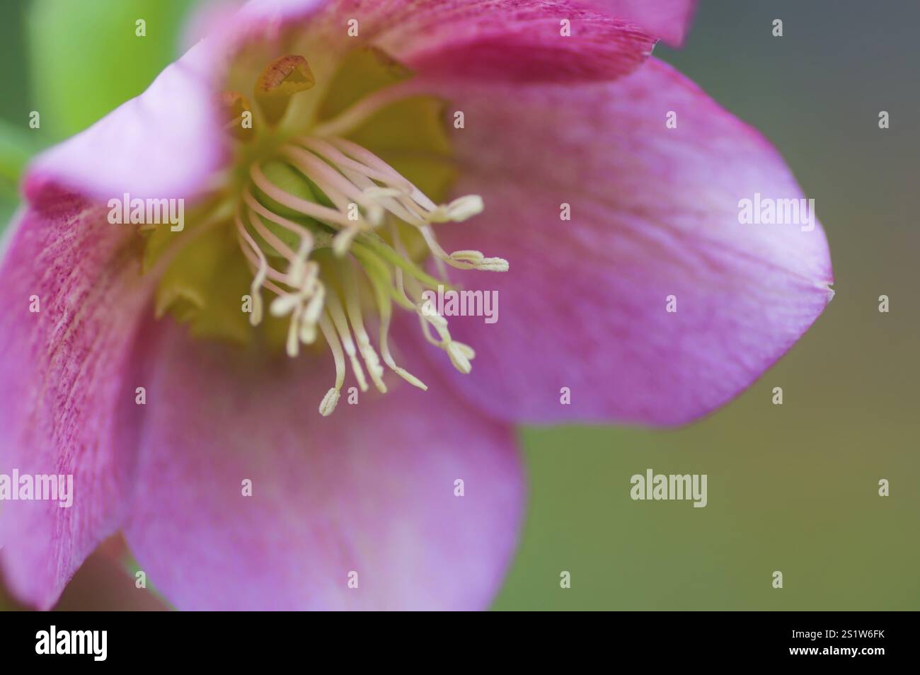 A blaze of colour in the spring garden Stock Photo - Alamy