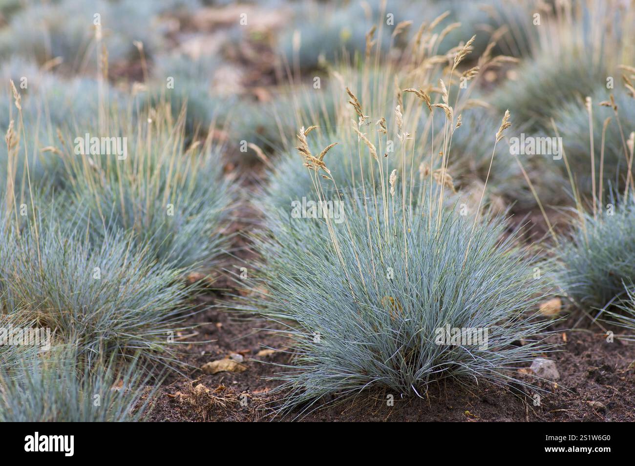 Blue ornamental grass for garden design Stock Photo - Alamy