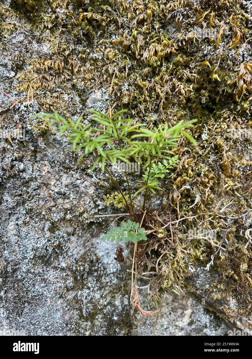 American parsley fern (Cryptogramma acrostichoides Stock Photo - Alamy
