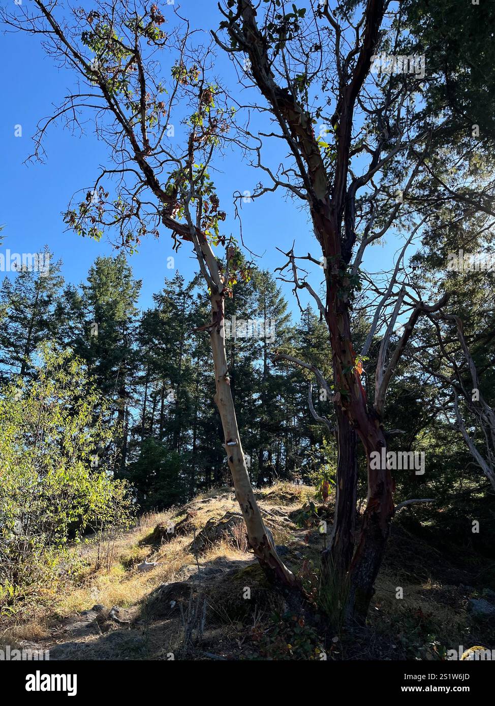 Pacific madrone (Arbutus menziesii Stock Photo - Alamy