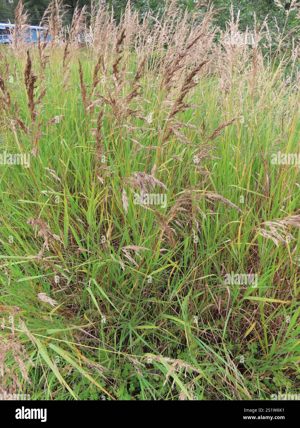 canadian bluejoint (Calamagrostis canadensis Stock Photo - Alamy