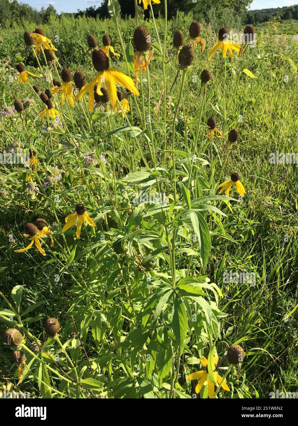 grey-headed coneflower (Ratibida pinnata Stock Photo - Alamy