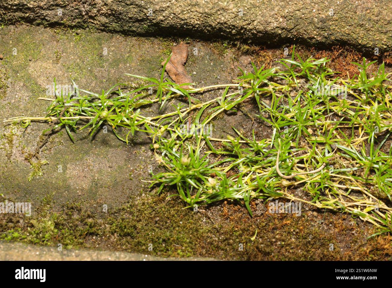 Procumbent Pearlwort (Sagina procumbens Stock Photo - Alamy