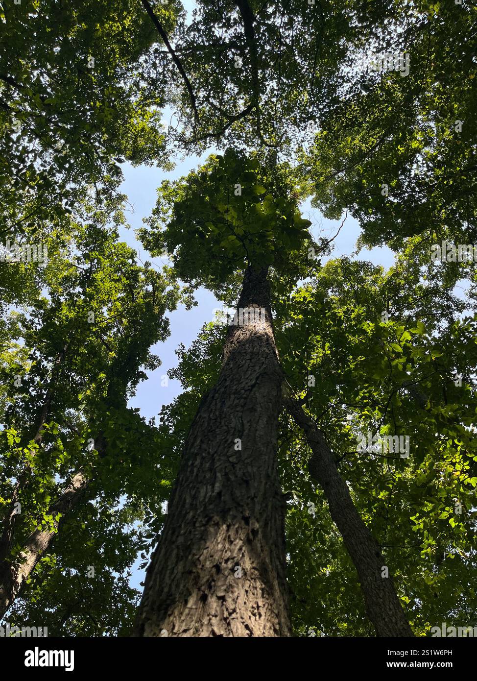 red hickory (Carya ovalis Stock Photo - Alamy