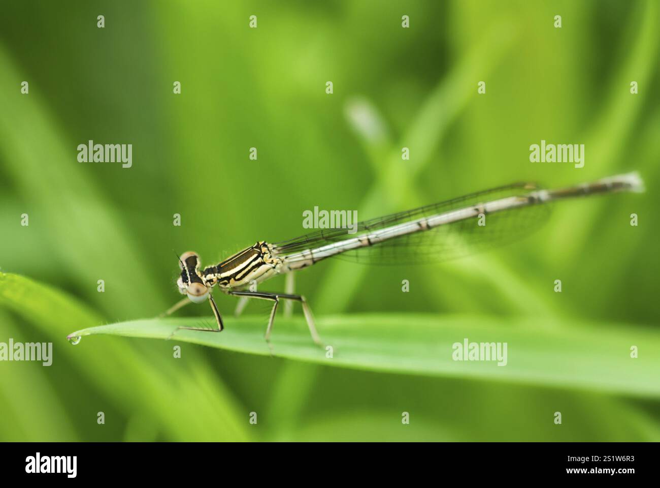 Small damselfly dragonfly Stock Photo - Alamy