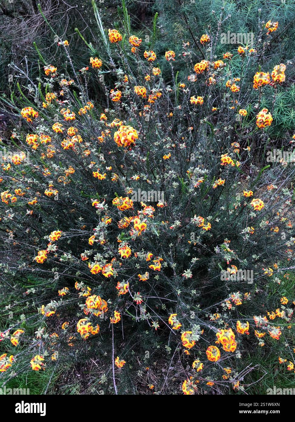grey parrot pea (Dillwynia cinerascens Stock Photo - Alamy