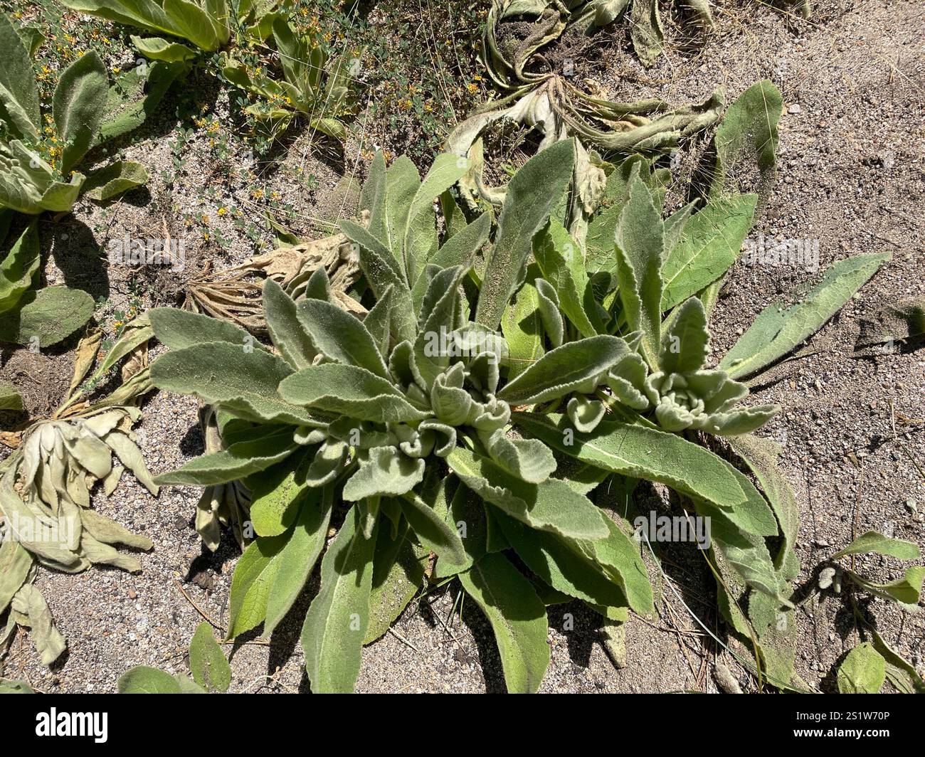 great mullein (Verbascum thapsus Stock Photo - Alamy