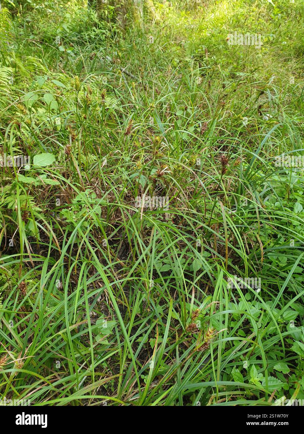 hop sedge (Carex lupulina Stock Photo - Alamy