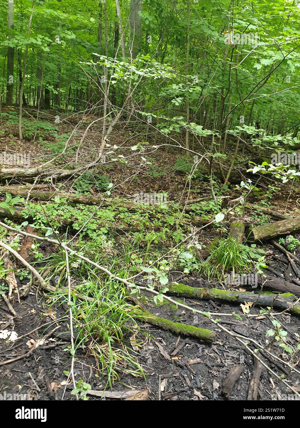 Gray's sedge (Carex grayi Stock Photo - Alamy