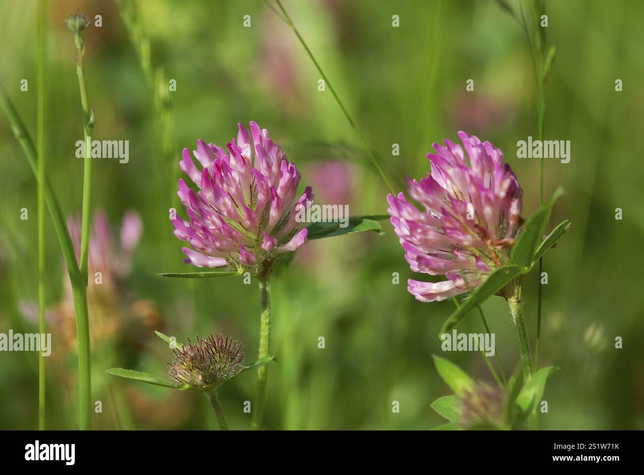 Edible wild herbs Stock Photo - Alamy