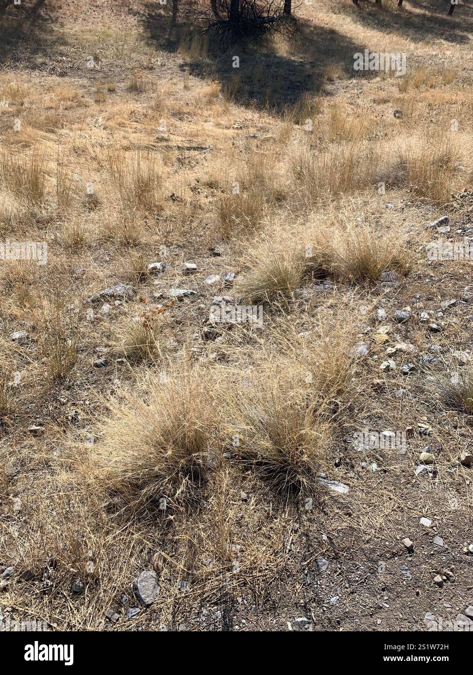 Purple Threeawn (Aristida purpurea Stock Photo - Alamy