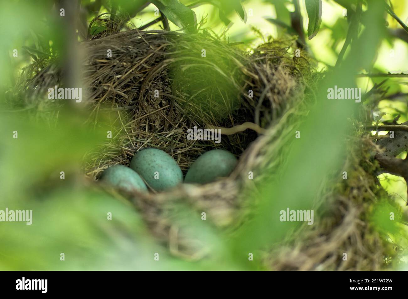 A blackbird's nest with four blue eggs in a green bush. Black birds ...
